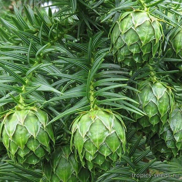 Куннингамия Ланцетолистная (Cunninghamia lanceolata), семена 10 шт ...