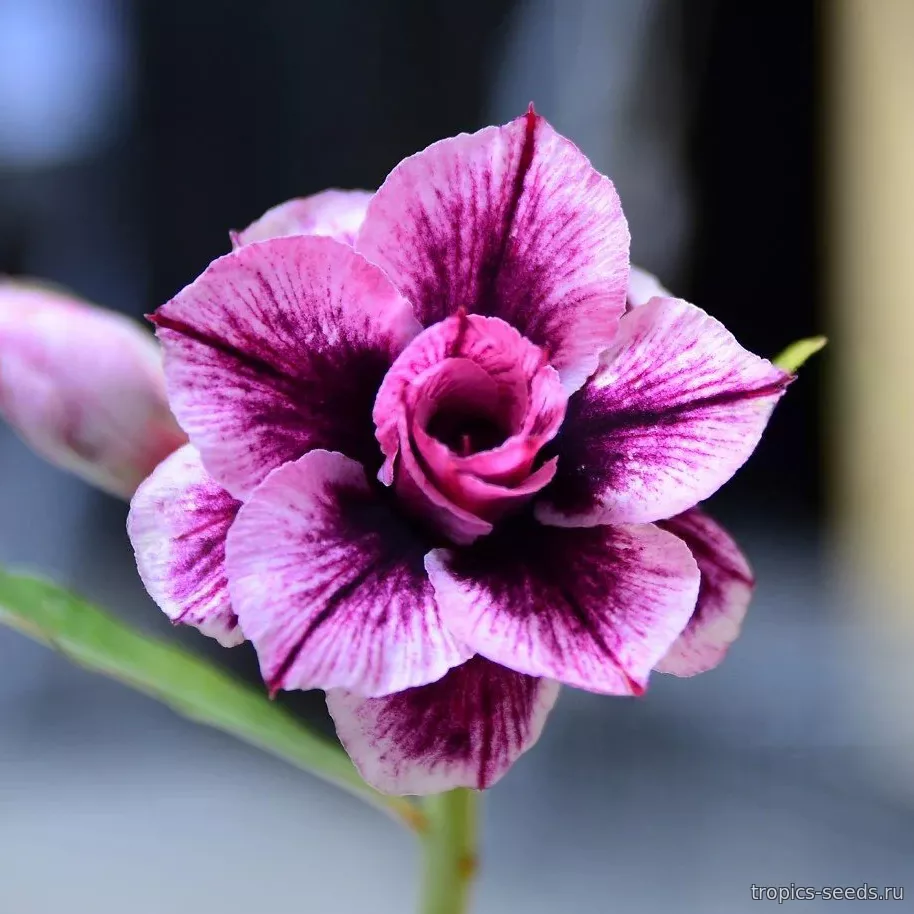 Адениум PURPLE NEBULA (Adenium obesum), семена 2 шт.: купить с ...