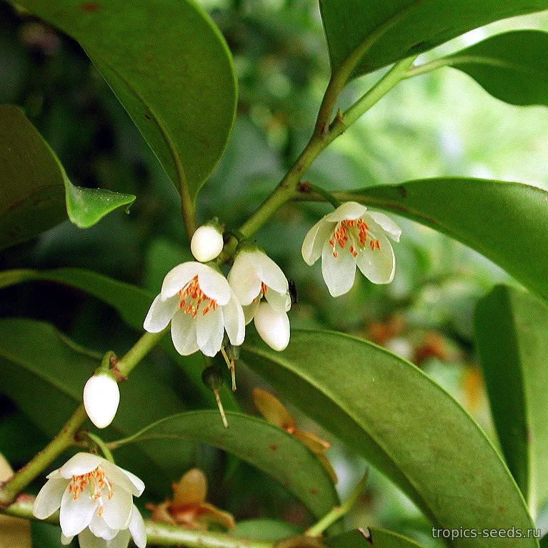 Тернстремия Голоцветковая (Ternstroemia gymnanthera), семена 3 шт ...