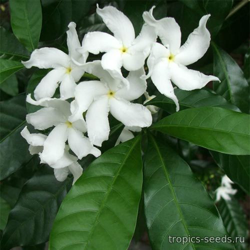 Табернемонтана (Tabernaemontana divaricata), семена 3 шт.: купить с ...
