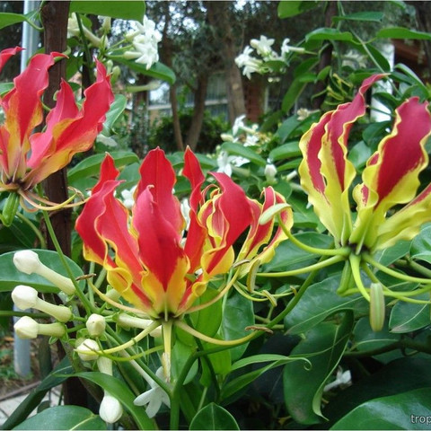 Gloriosa store