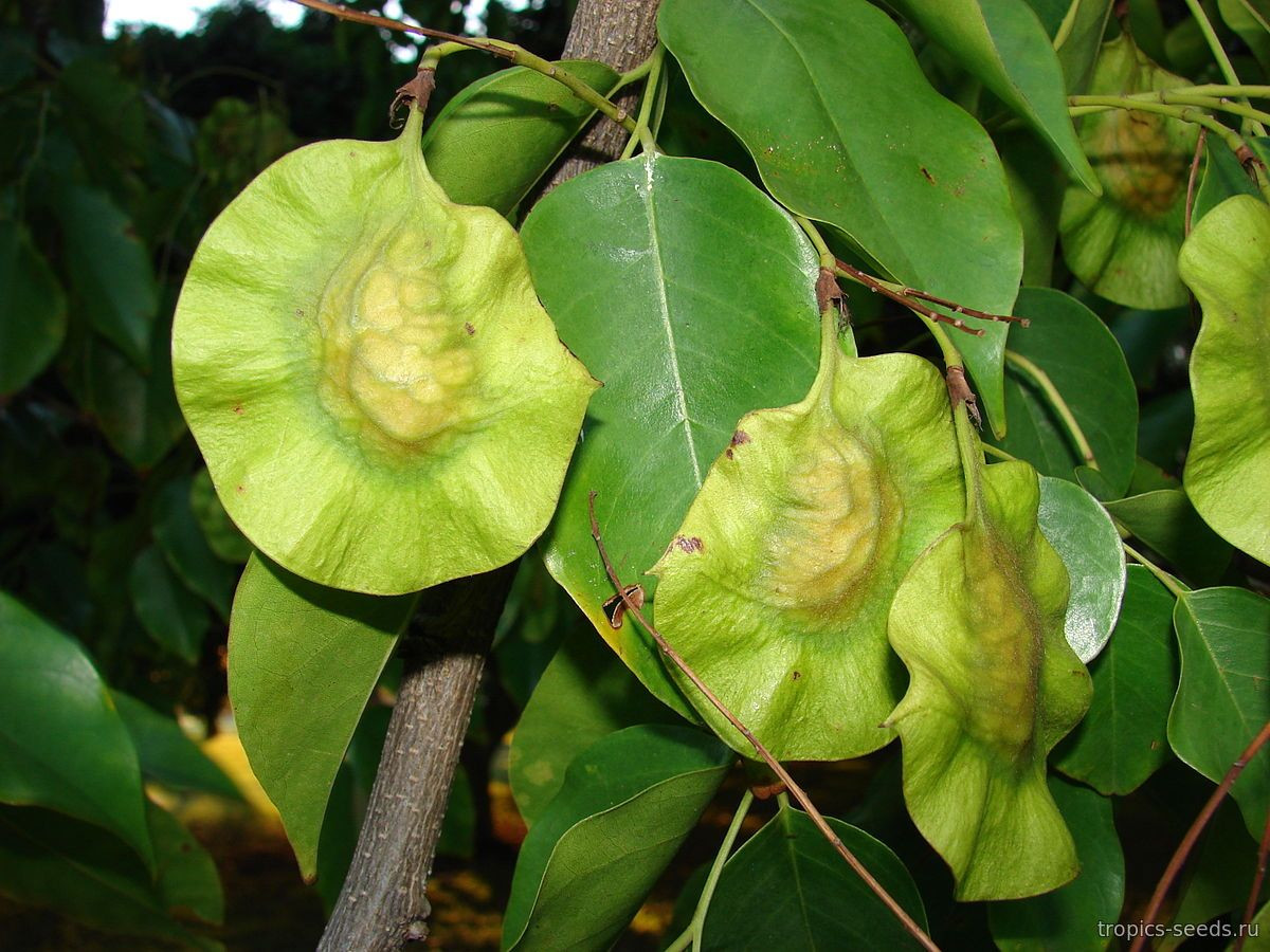 Pterocarpus indicum - Птерокарпус индийский: купить с доставкой на ...