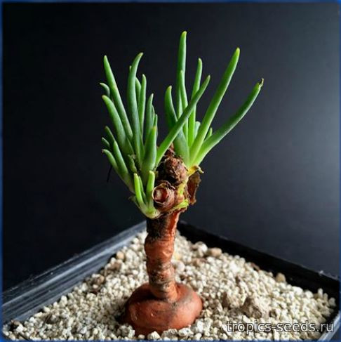 Талинум (Talinum napiforme), семена 10 шт.: купить с доставкой на ...